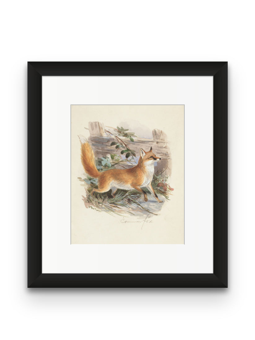 Common Fox – Rag and Carbon